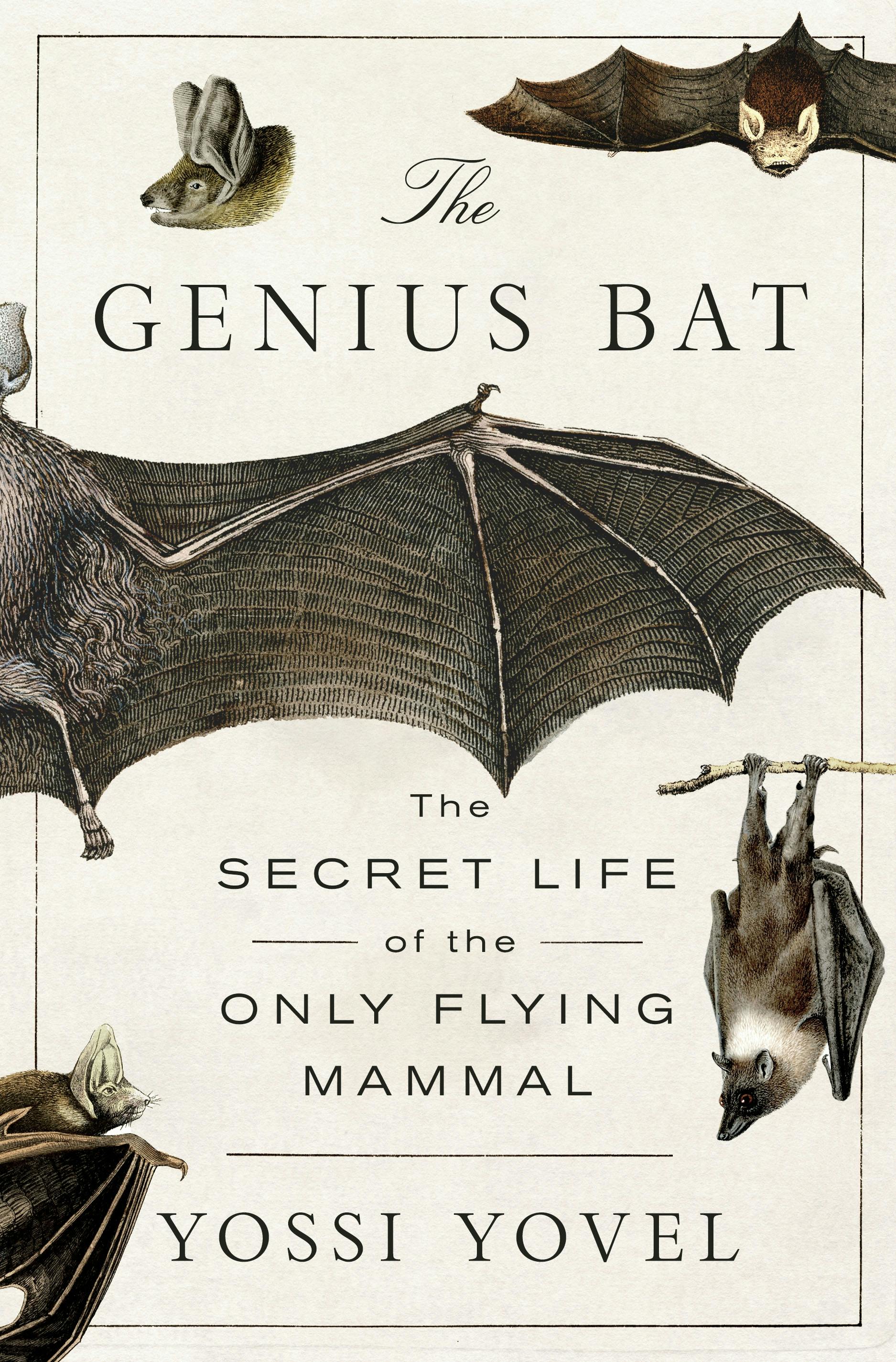 The Genius Bat: The Secret Life of the Only Flying Mammal by Yossi Yovel | The StoryGraph